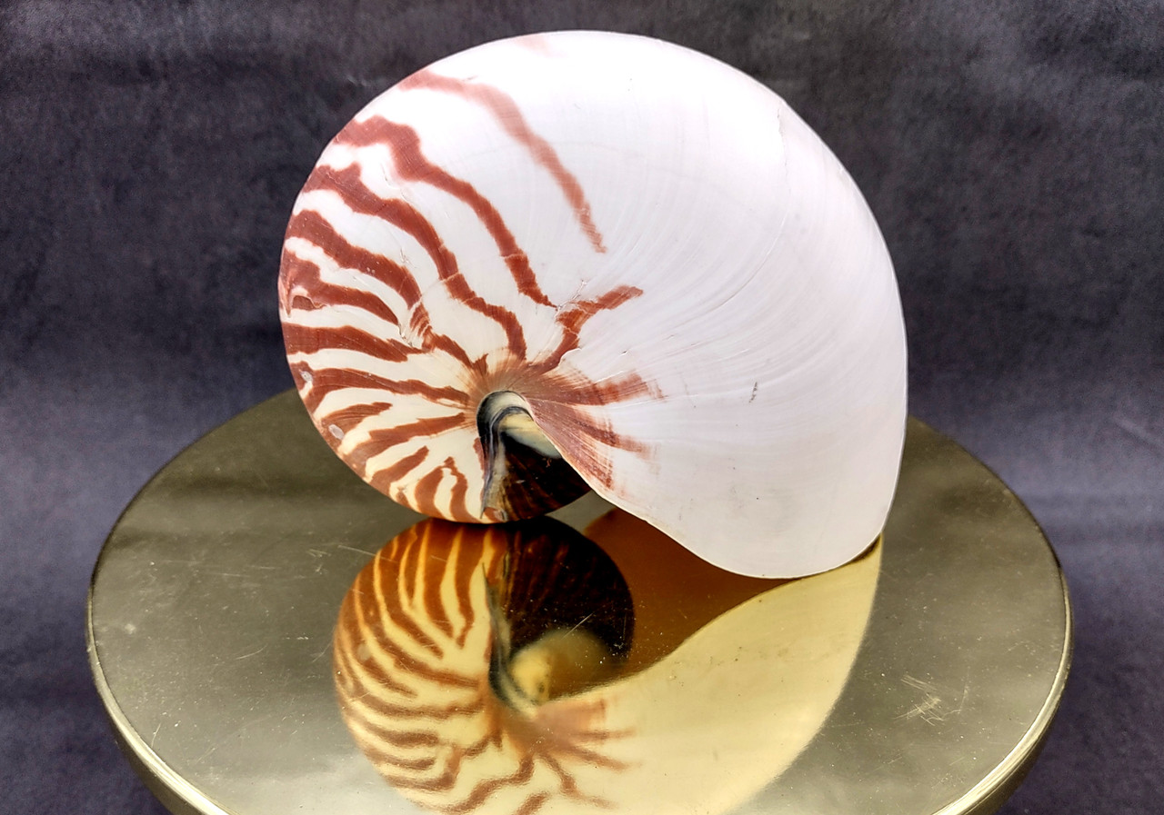 Natural Nautilus Seashell Nautilus Pompilius (1 shell approx. 6+ inches ...