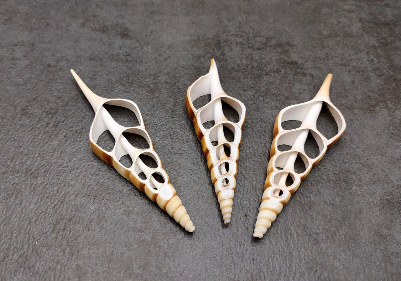 Center Cut Tibia - Tibia Insulaechorab - (3 shells apCenter Cut Tibia ...