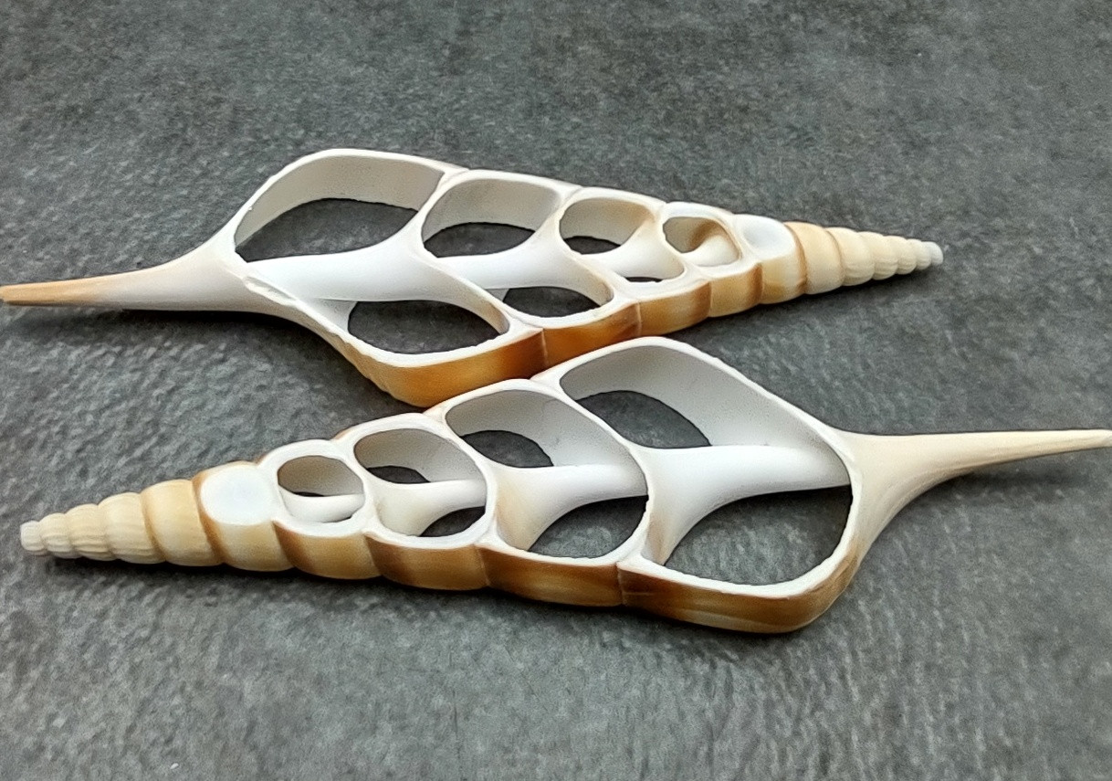 Center Cut Tibia - Tibia Insulaechorab - (3 shells apCenter Cut Tibia ...