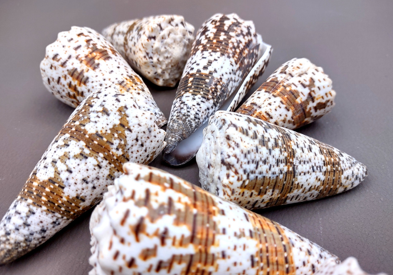 Imperial Cone Seashells Conus Imperialis (2 shells 2+ inches) Cone ...