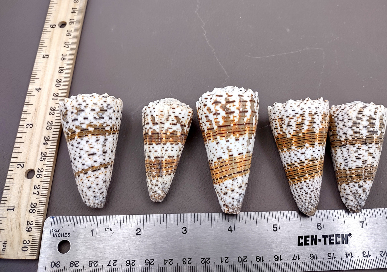 Imperial Cone Seashells Conus Imperialis (2 shells 2+ inches) Cone ...
