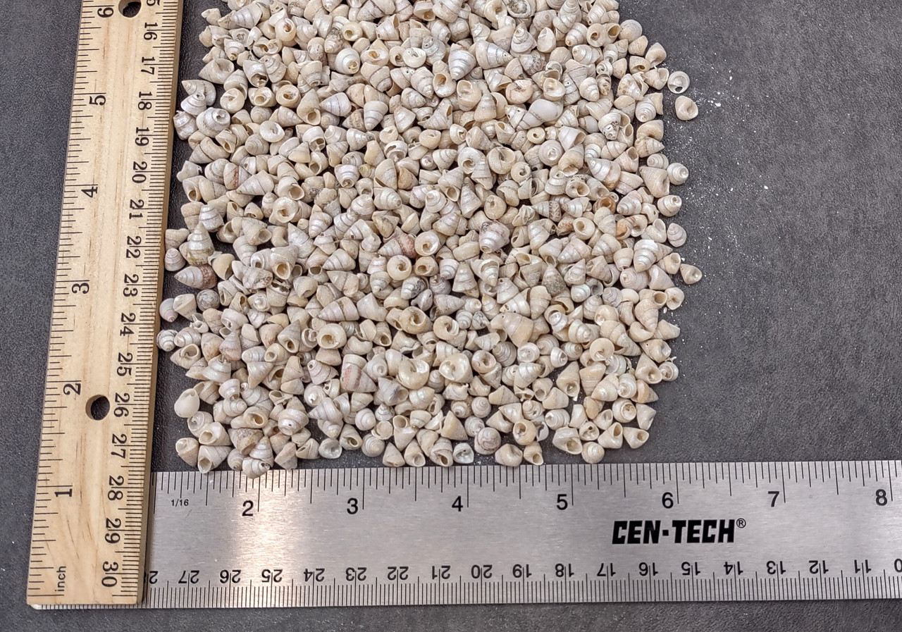 Tiny Venetian Pearl Trochus Seashells (approx. half cup 350+ shells 0. ...