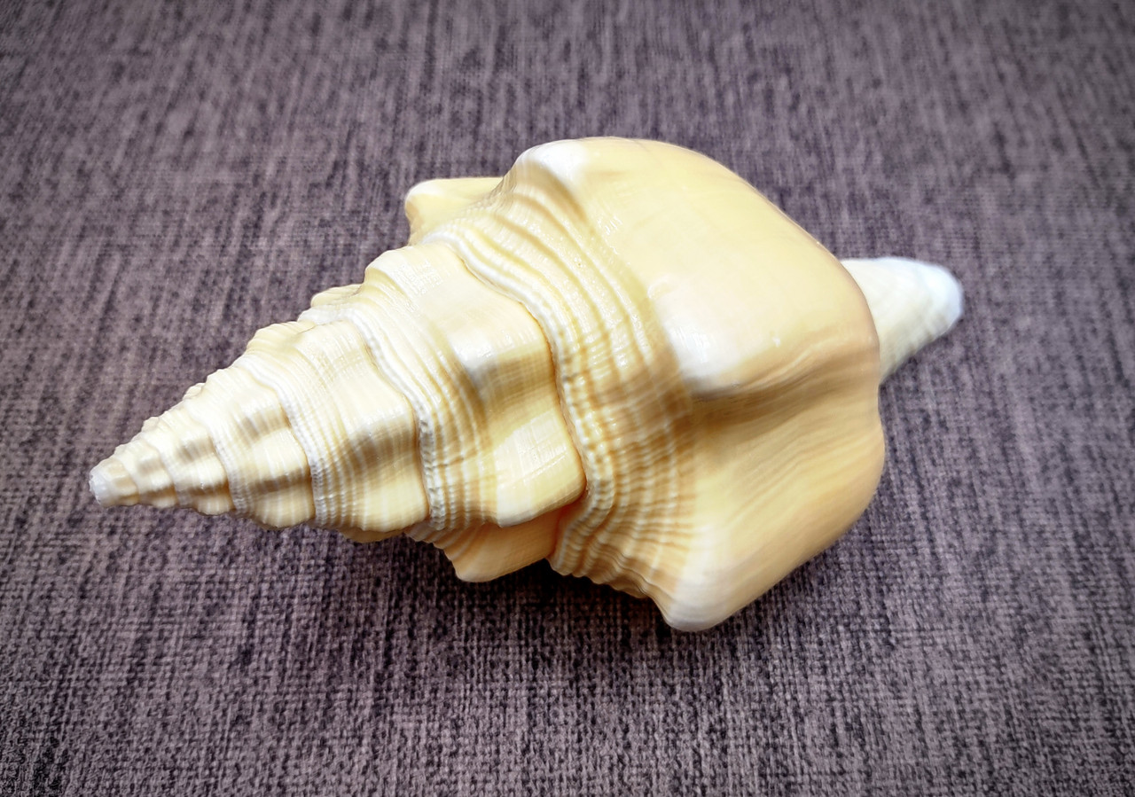 Lamp Shell Chank Seashell Turbinella Angulata (1 shell 5+ inches ...