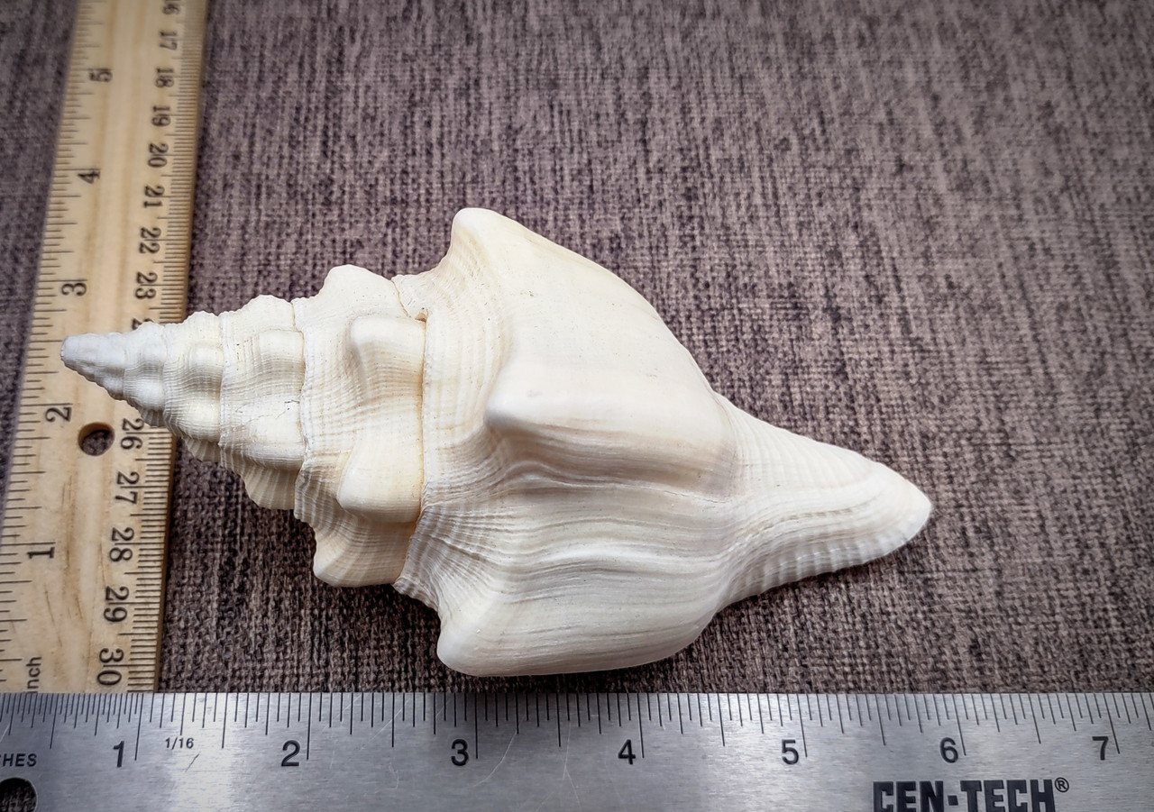 Lamp Shell Chank Seashell Turbinella Angulata (1 shell 5+ inches ...