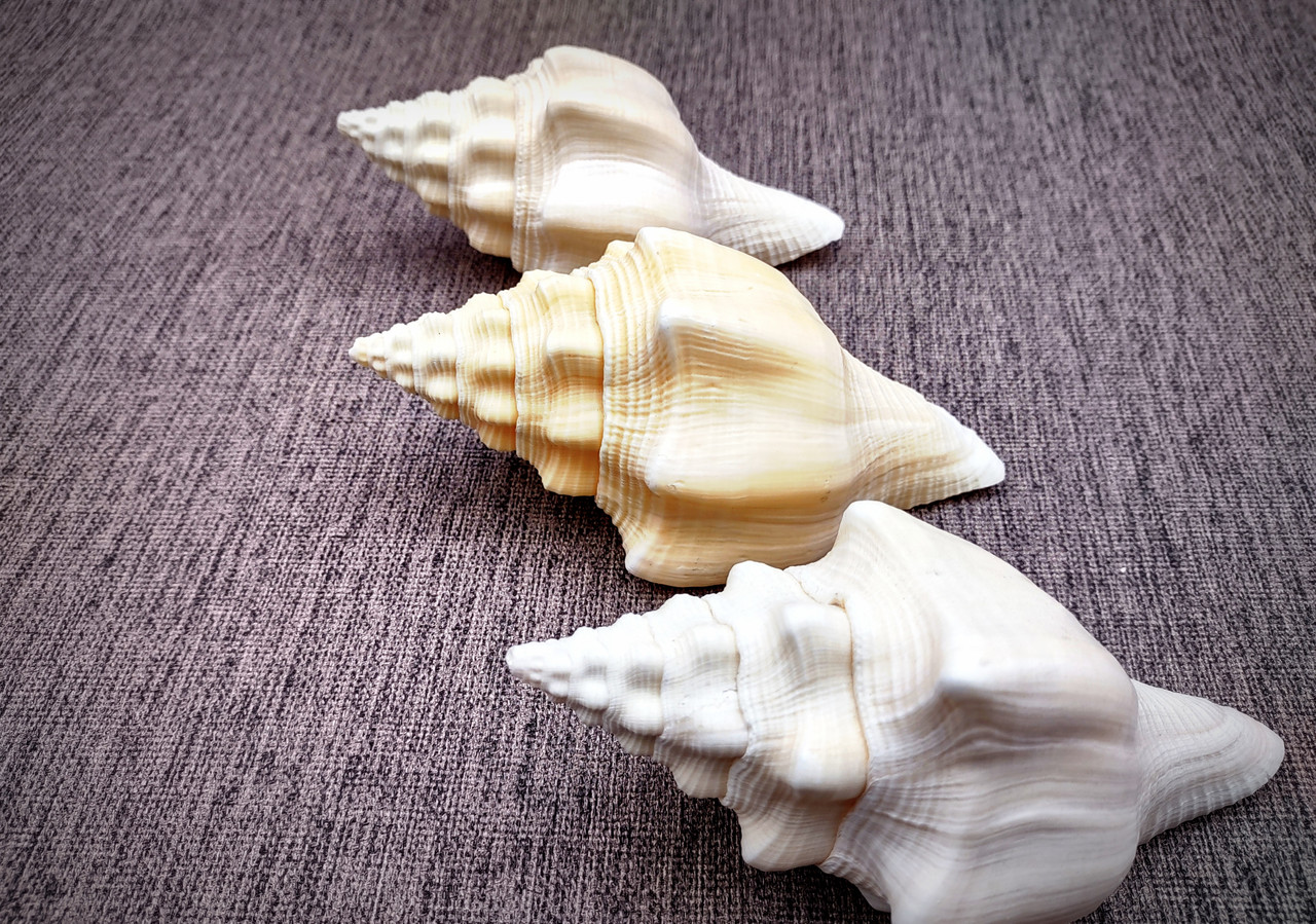 Lamp Shell Chank Seashell Turbinella Angulata (1 shell 5+ inches ...