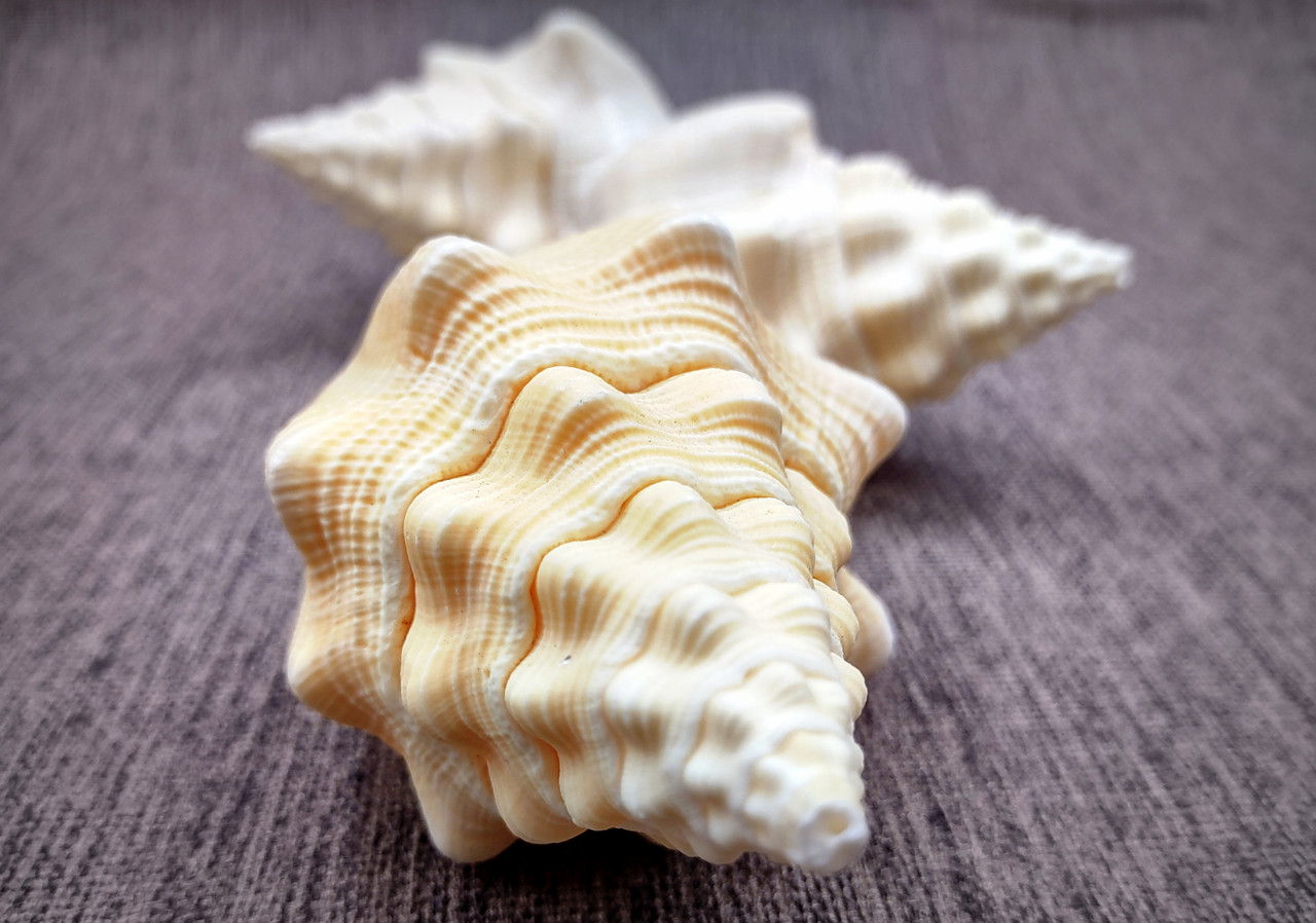 Lamp Shell Chank Seashell Turbinella Angulata (1 shell 5+ inches ...