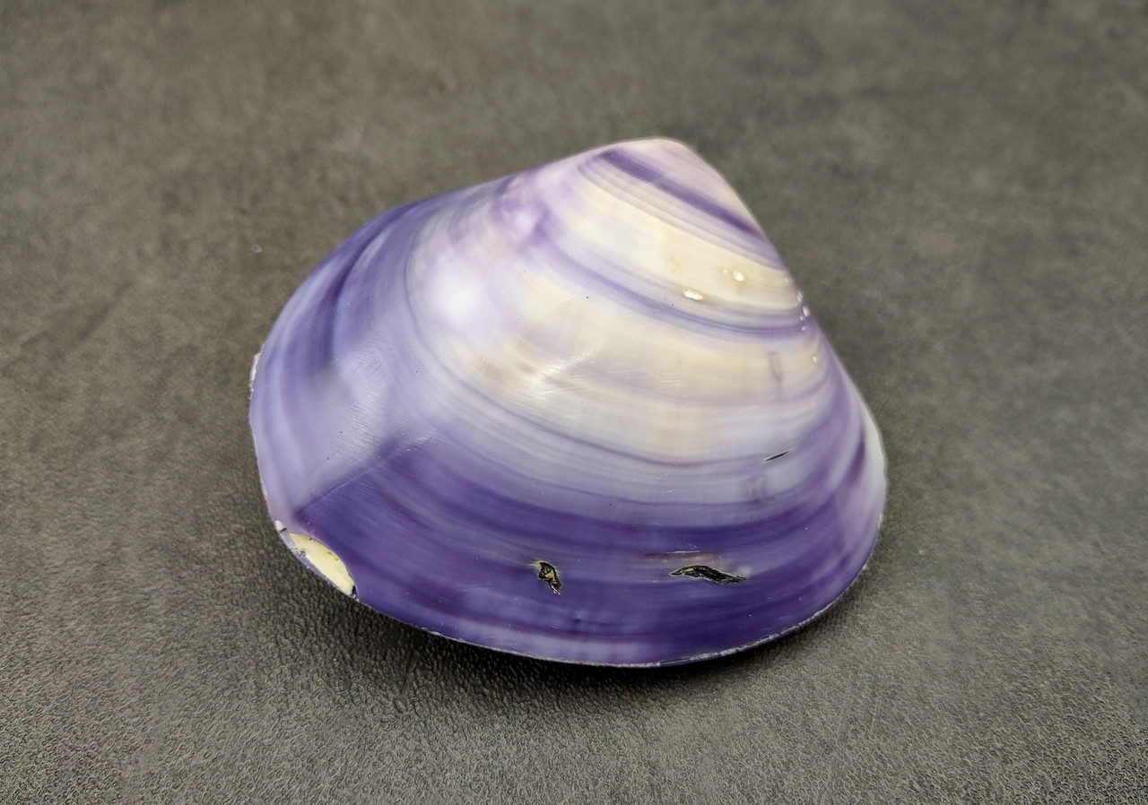 Purple clam shell store