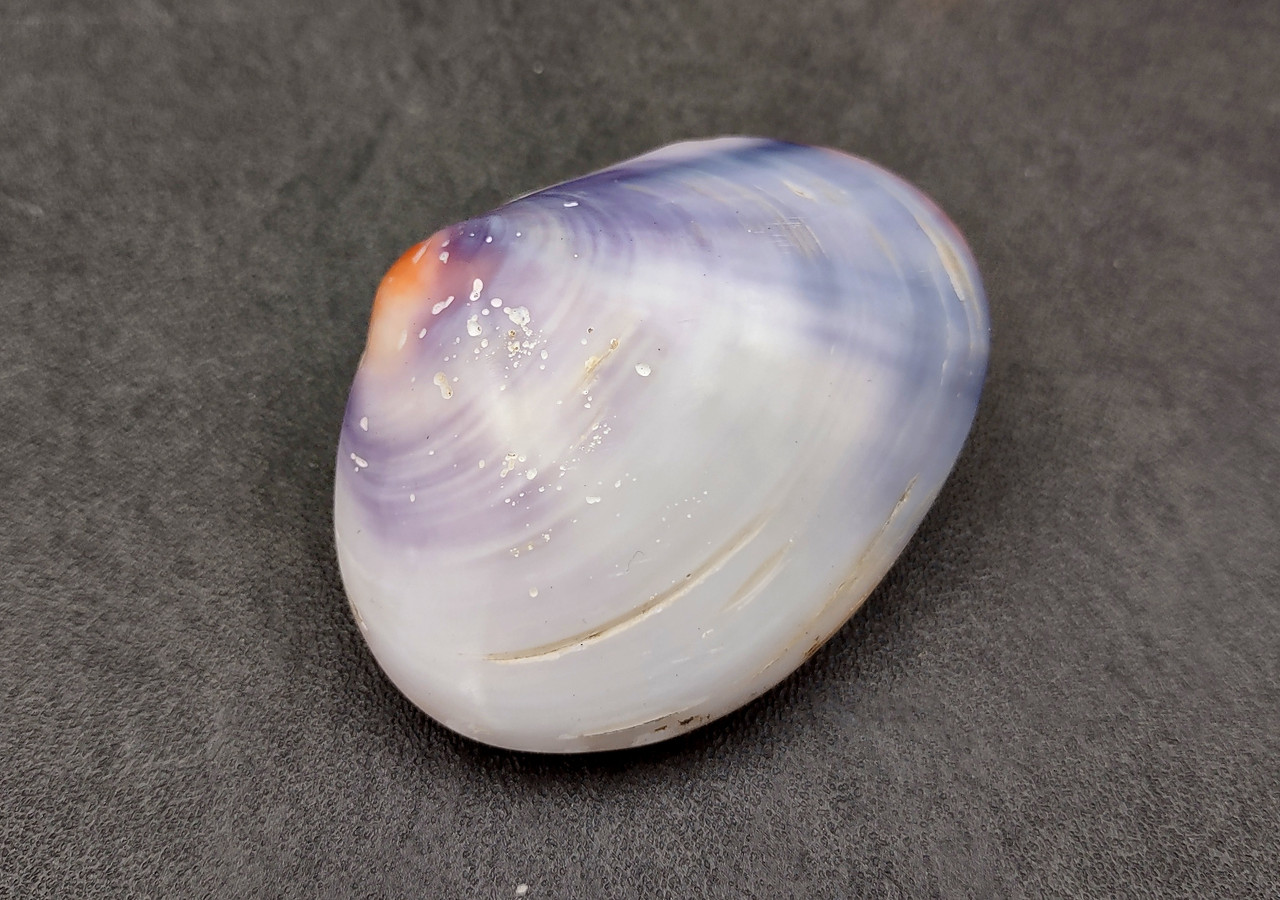 Polished Violet Clam Seashell Macta Violacea (1 shell approx. 2+ inches ...