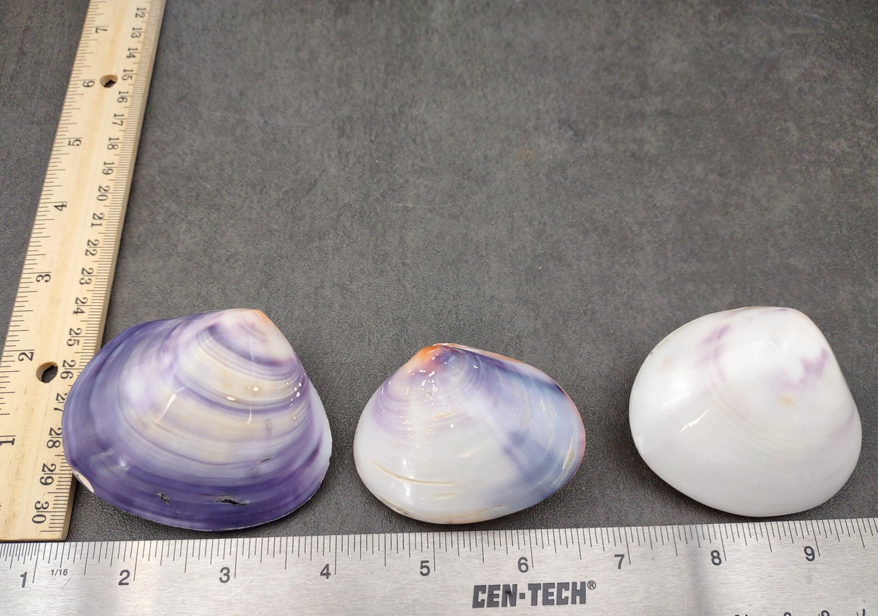 Polished Violet Clam Seashell Macta Violacea (1 shell approx. 2+ inches ...