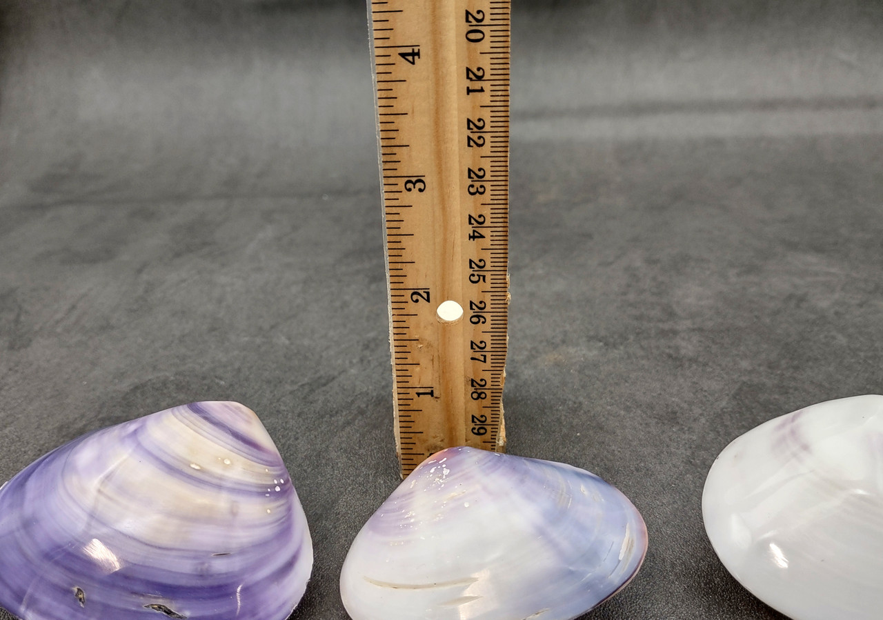 Polished Violet Clam Seashell Macta Violacea (1 shell approx. 2+ inches ...