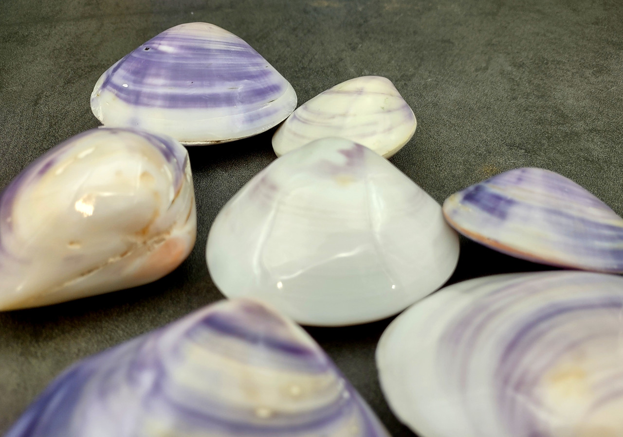Polished Violet Clam Seashell Macta Violacea (1 shell approx. 2+ inches ...
