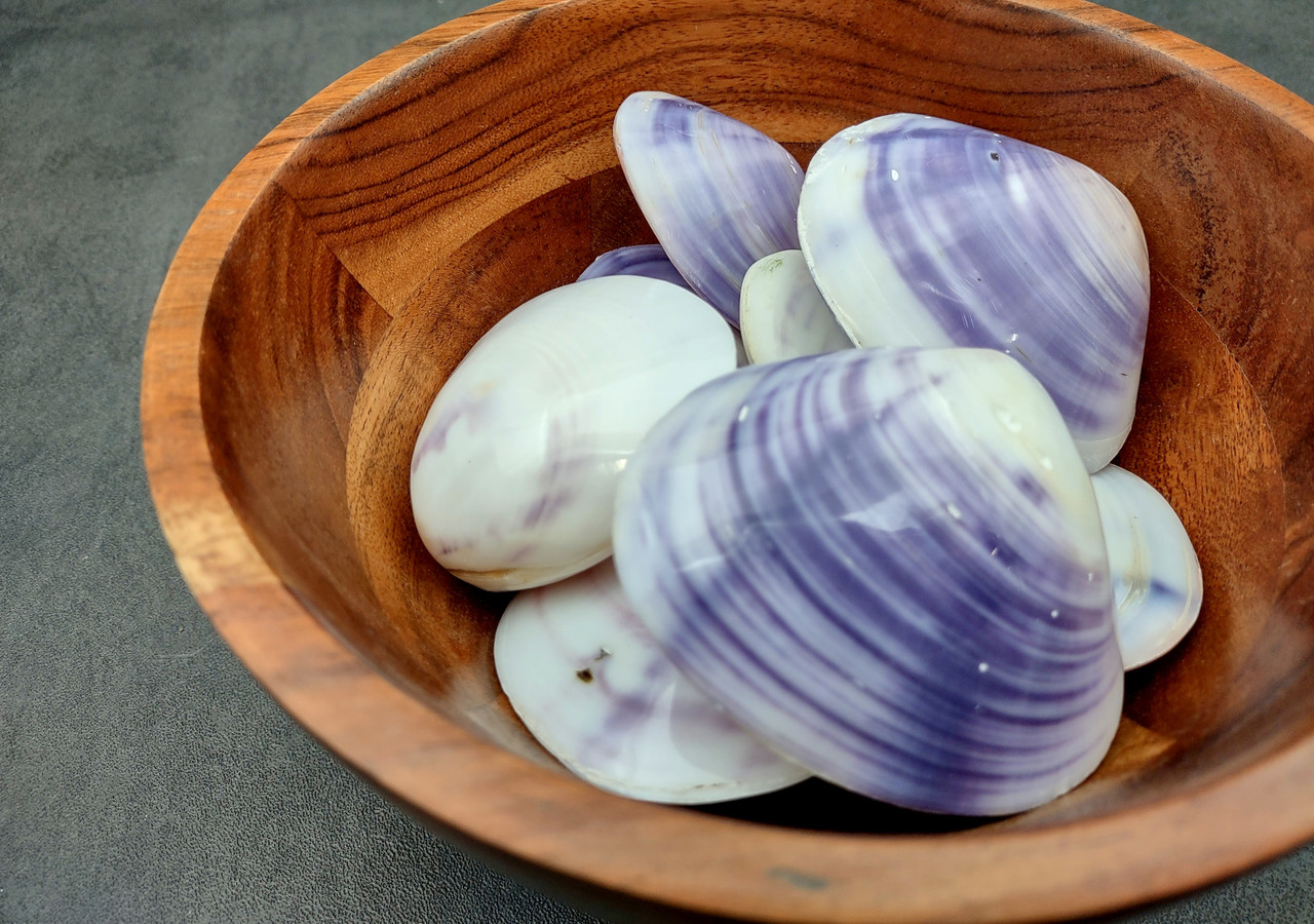 Polished Violet Clam Seashell Macta Violacea (1 shell approx. 2+ inches ...