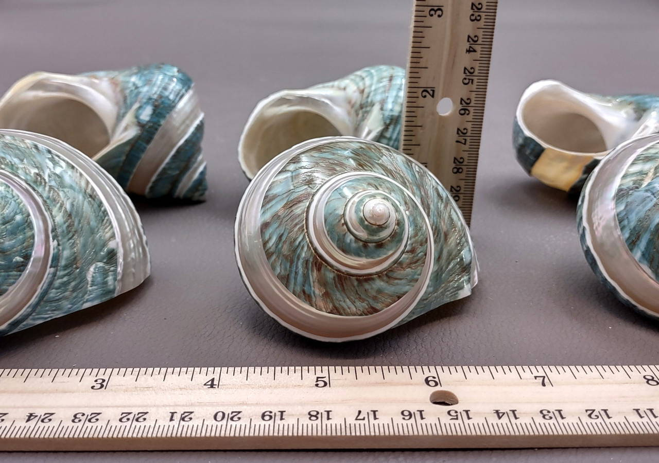 Polished Jade Green Turbo Seashell with Pearlized Stripe Turbo Burgessi ...