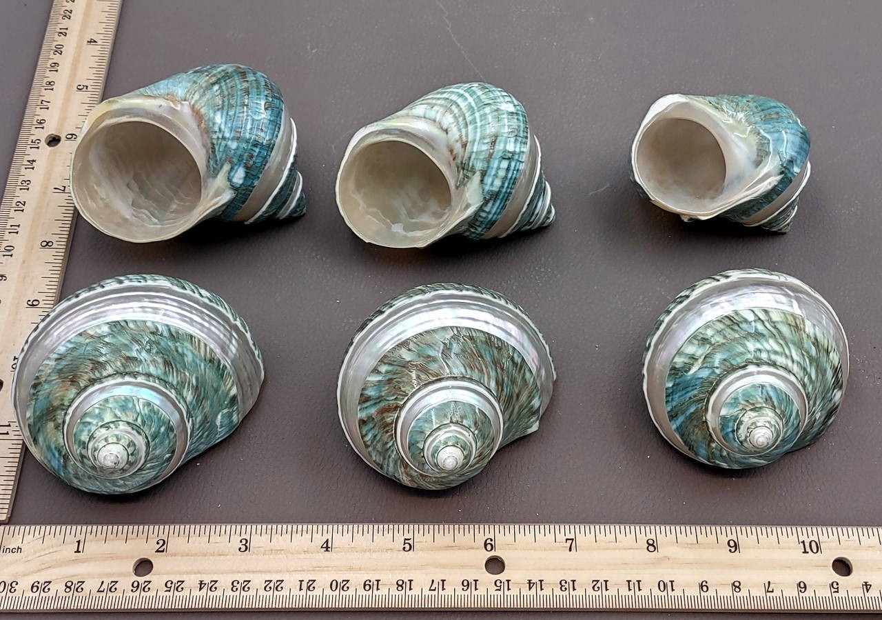 Polished Jade Green Turbo Seashell with Pearlized Stripe Turbo Burgessi ...