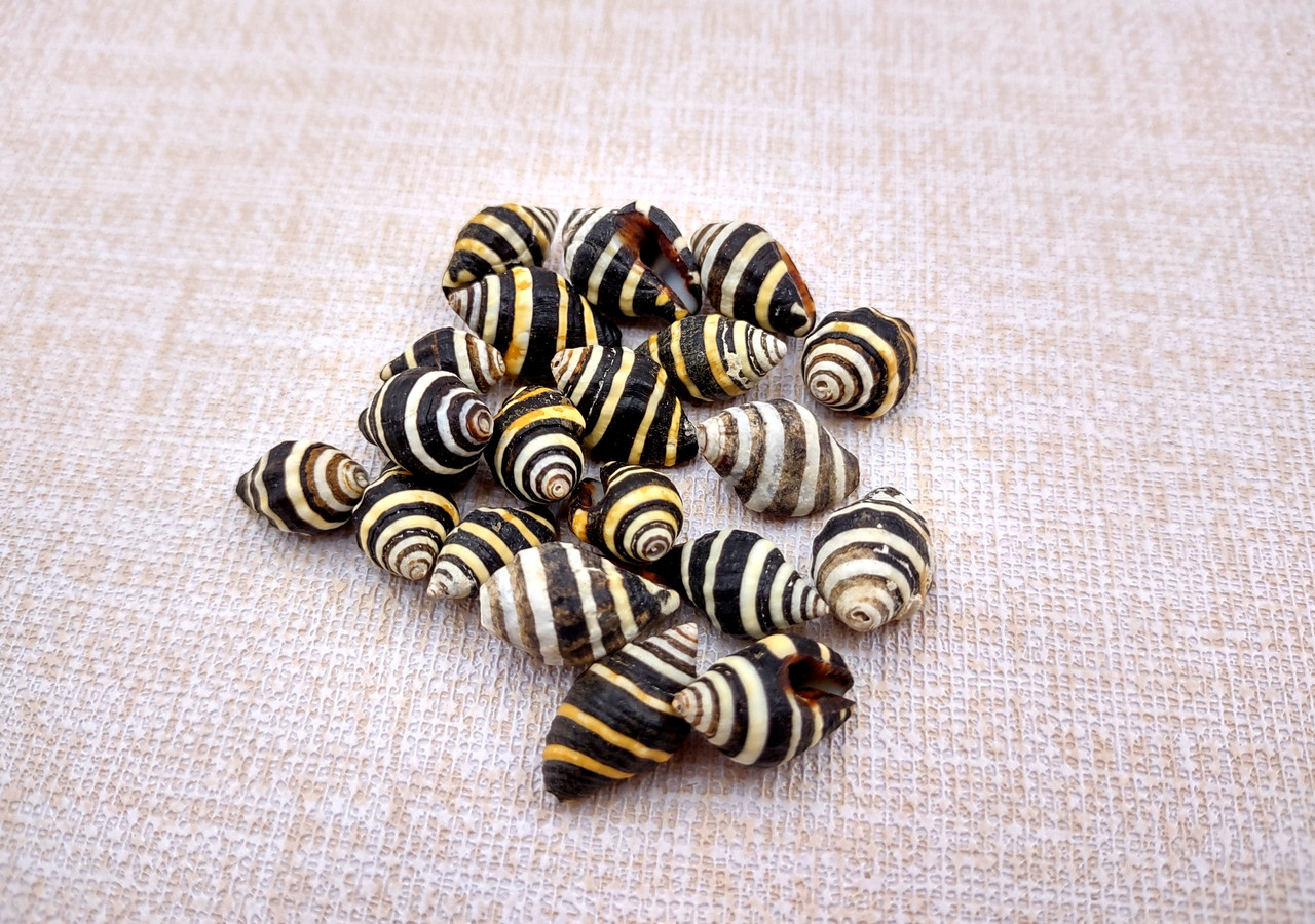 Bee Hive Bumble Bee Seashells Black White Yellow Engina Mendicaria (20 ...