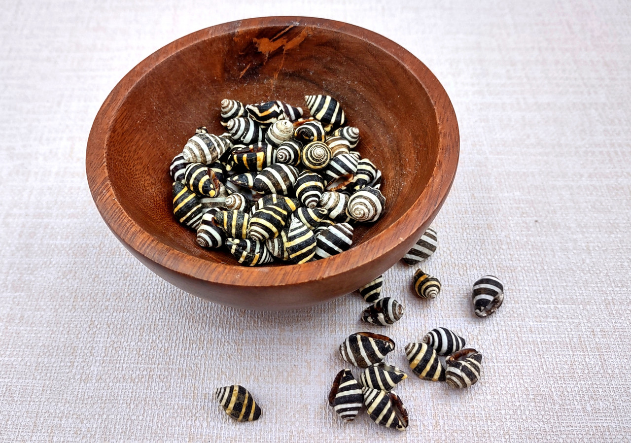 Bee Hive Bumble Bee Seashells Black White Yellow Engina Mendicaria (20 ...