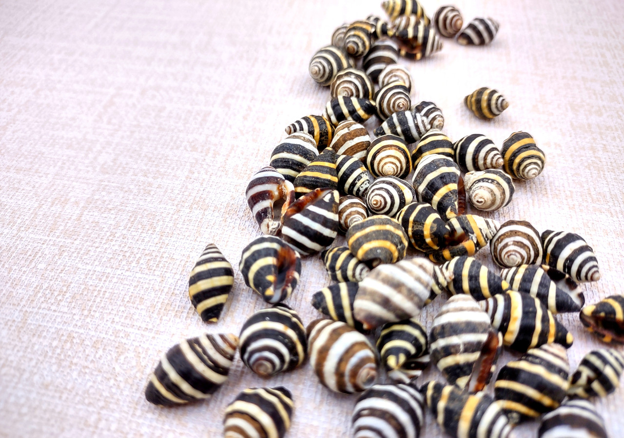 Bee Hive Bumble Bee Seashells Black White Yellow Engina Mendicaria (20 ...