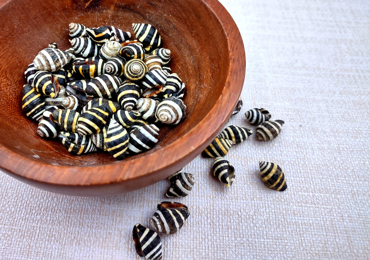 Bee Hive Bumble Bee Seashells Black White Yellow Engina Mendicaria (20 ...