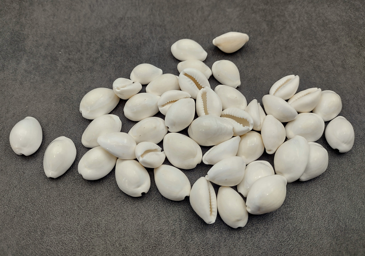 White Cowrie Seashells Bulk Cypraea Annulus (Approx. half cup +/-40 ...