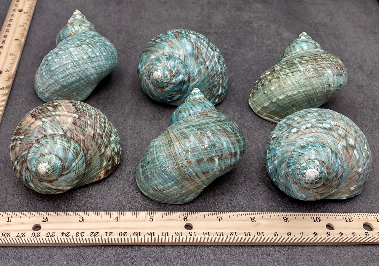 Polished Green Jade Turbo Shell Turbo Burgessi (1 shell approx. 3.5 ...