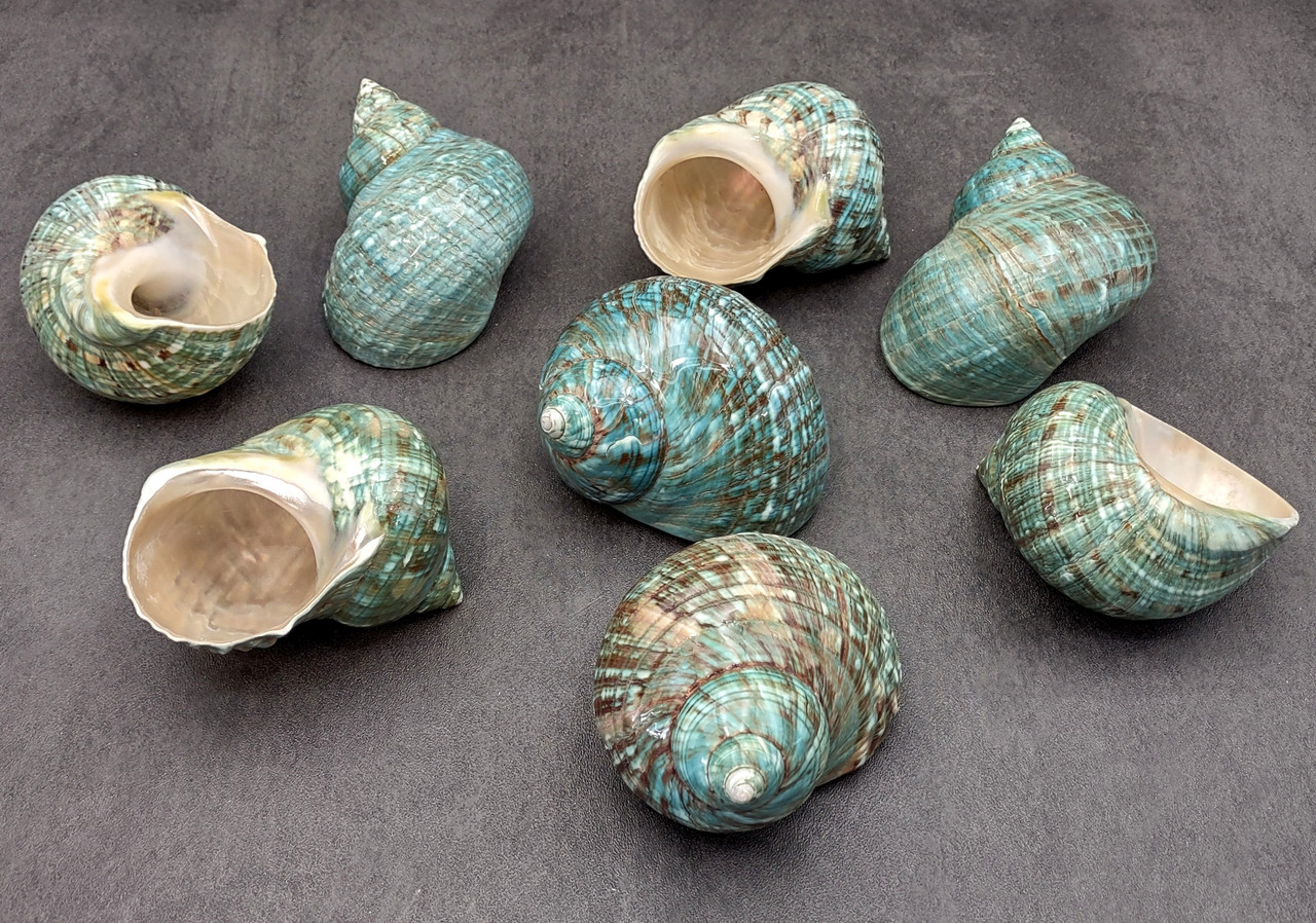 Polished Green Jade Turbo Shell Turbo Burgessi (1 shell approx. 3.5 ...