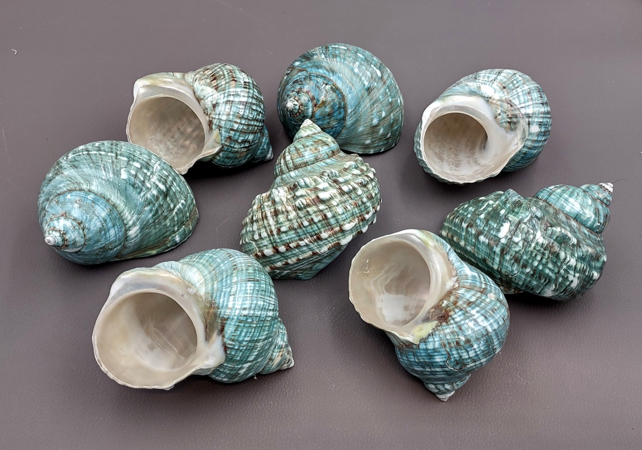 Polished Jade Turbo Seashell Green Turbo Burgessi (1 shell approx. 4 ...