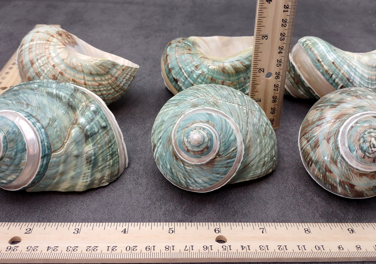 Polished Jade Green Turbo Seashell with Pearlized Stripe Turbo Burgessi ...