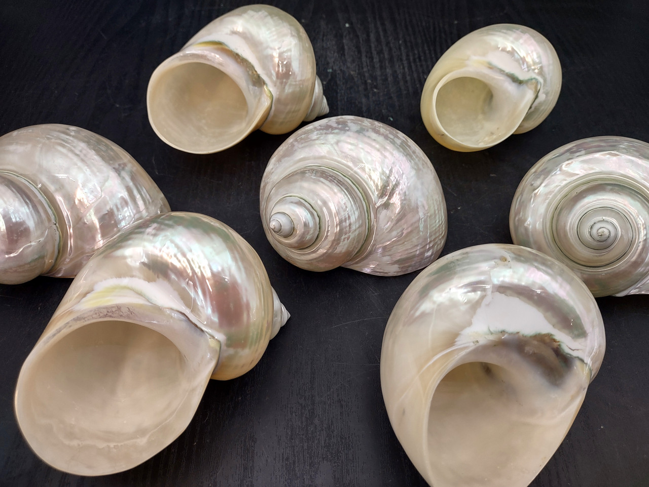 Pearlized Jade Turbo Seashell Silver Turbo Burgessi (1 shell approx. 4 ...