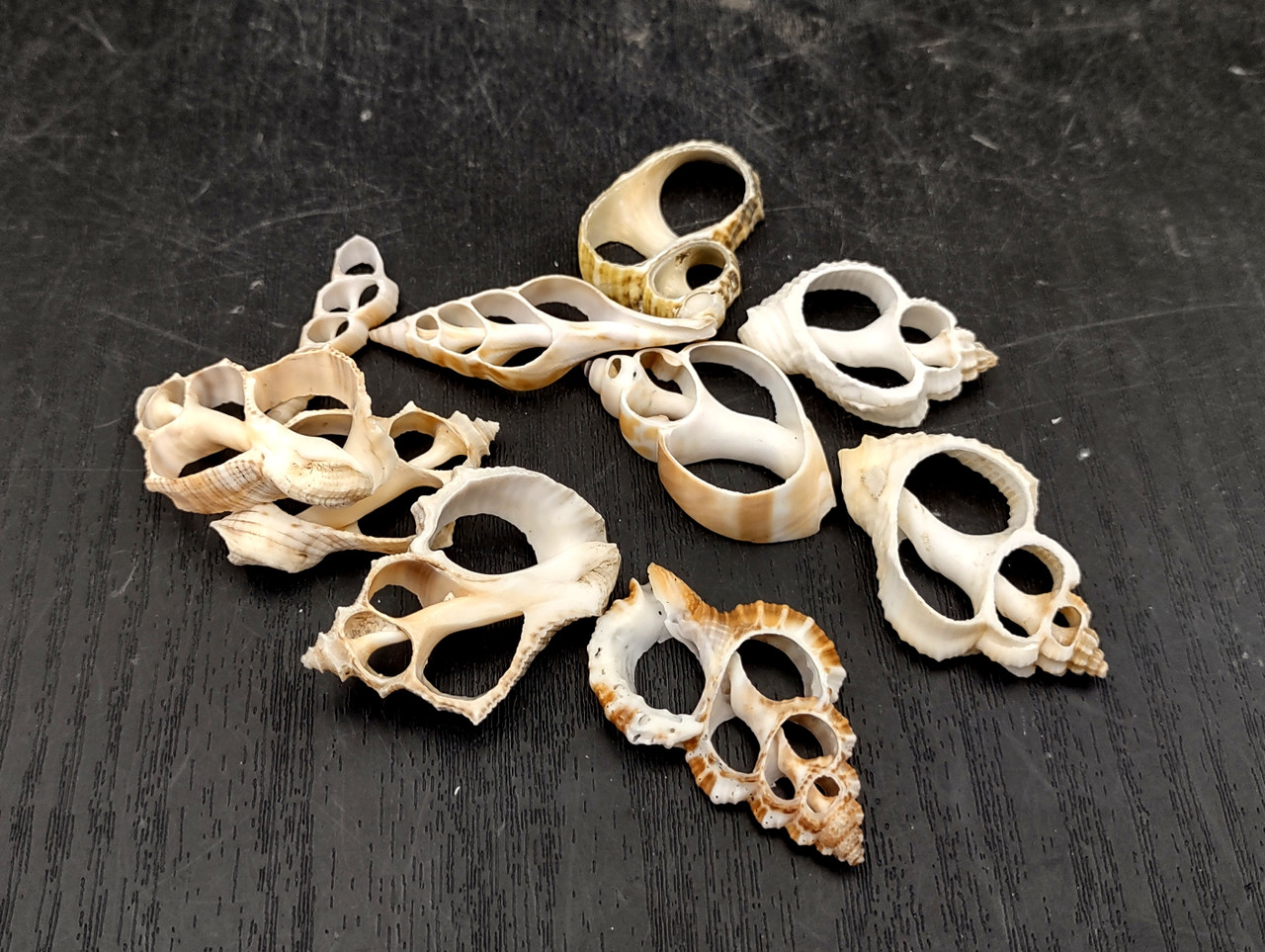 Center Cut Sliced Medium Seashell Assortment (10 shells approx. 0.75-1 ...