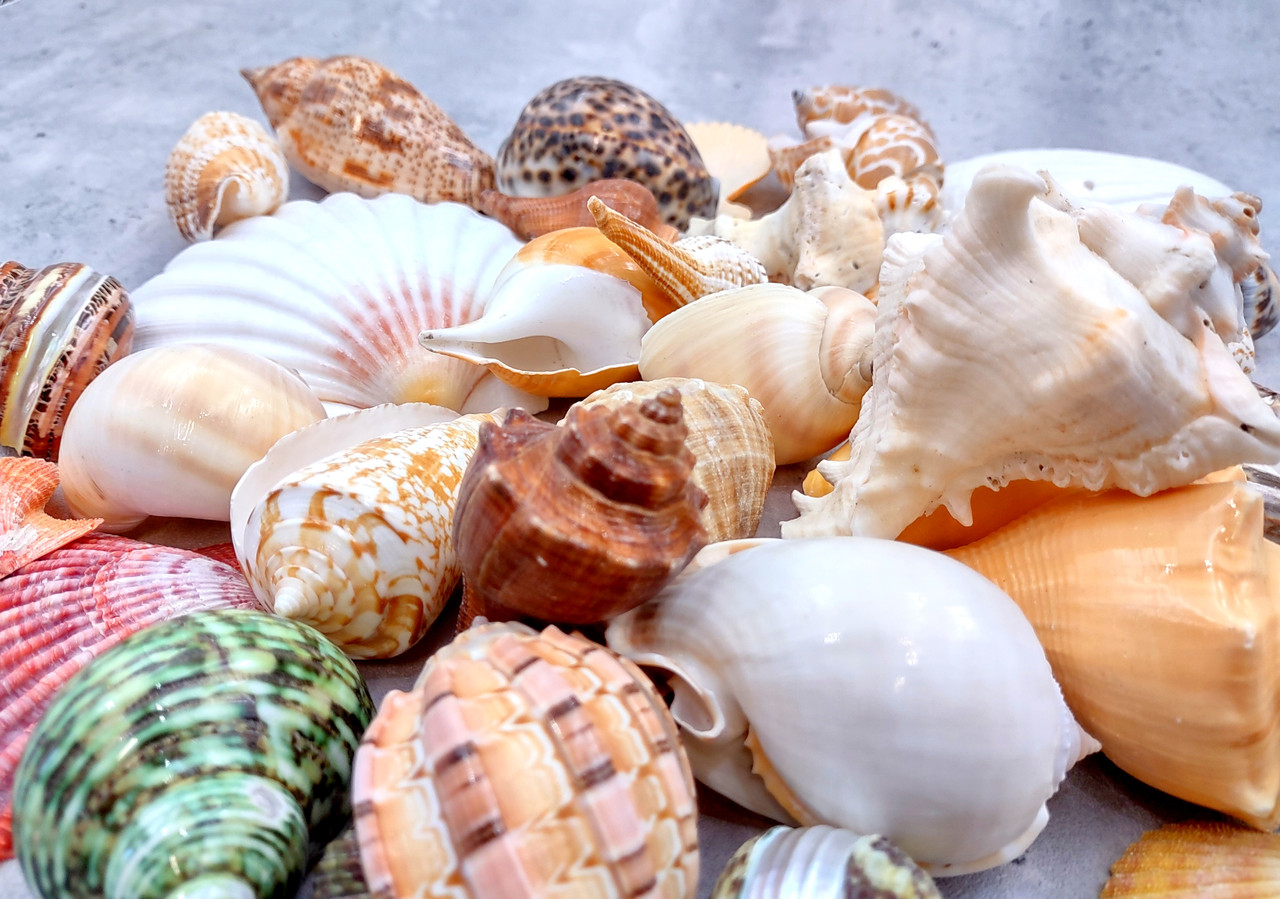 Large Seashell Assorted Ocean Bulk Mix (approx. 1 kilogram 1-3+ inches ...