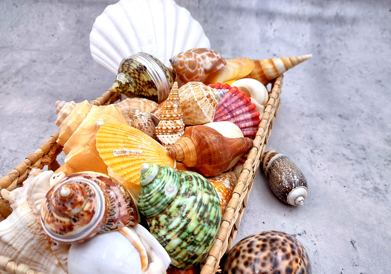 Large Seashell Assorted Ocean Bulk Mix (approx. 1 kilogram 1-3+ inches ...