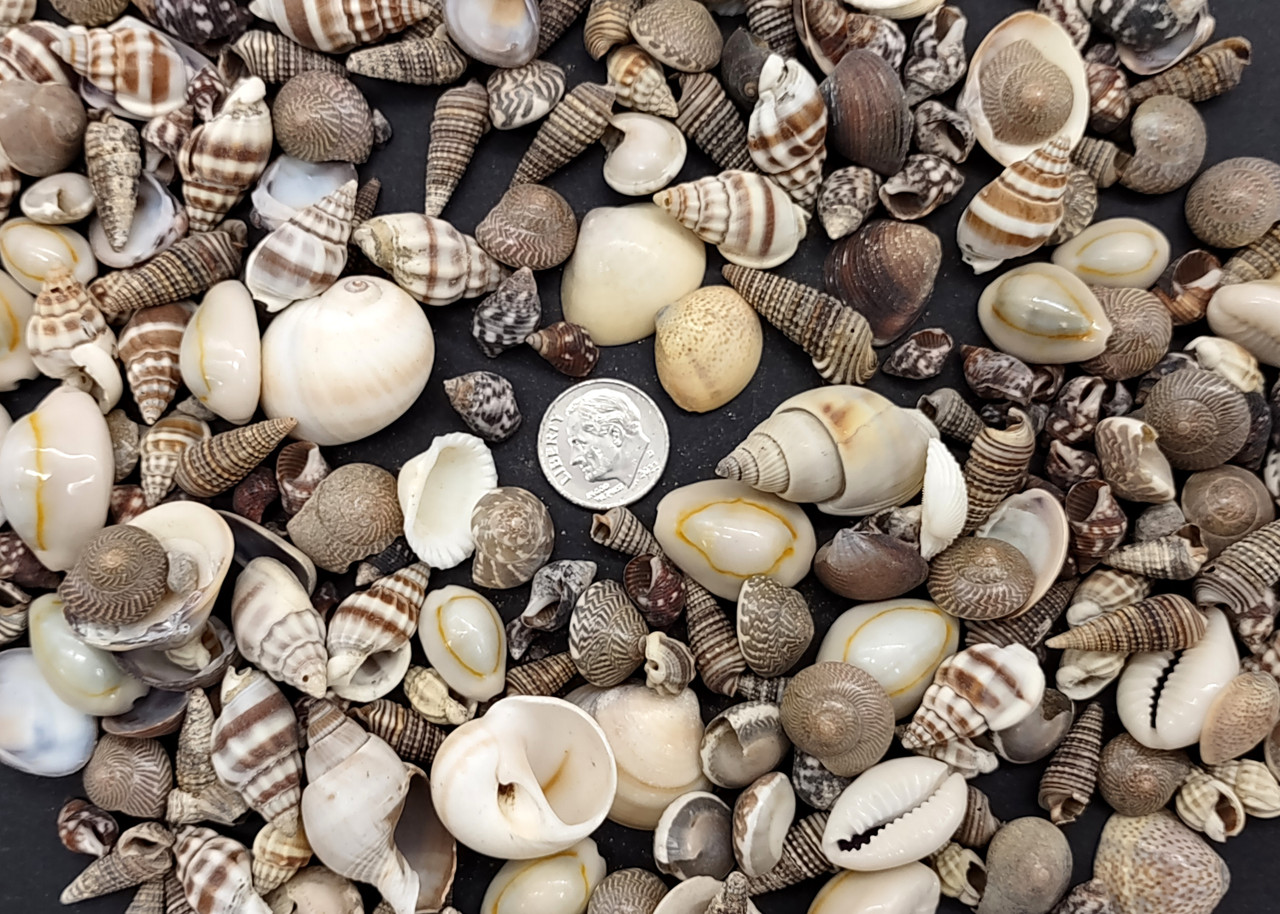 Extra Small Seashell Assorted Ocean Mix (approx. 1 kilogram 0.50 ...