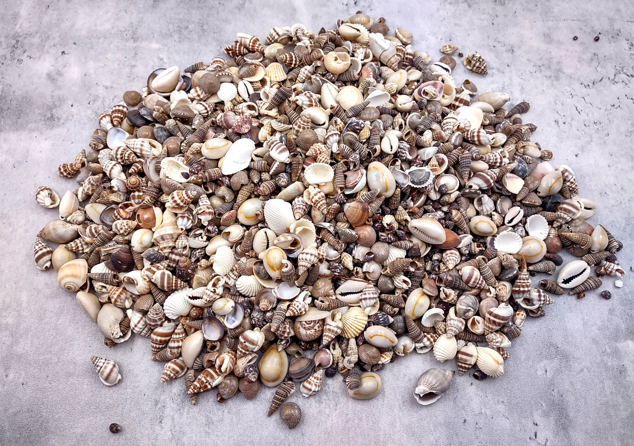 Extra Small Seashell Assorted Ocean Mix (approx. 1 kilogram 0.50 ...