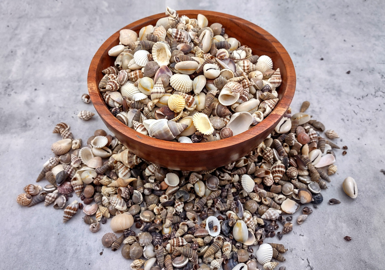 Extra Small Seashell Assorted Ocean Mix (approx. 1 kilogram 0.50 ...