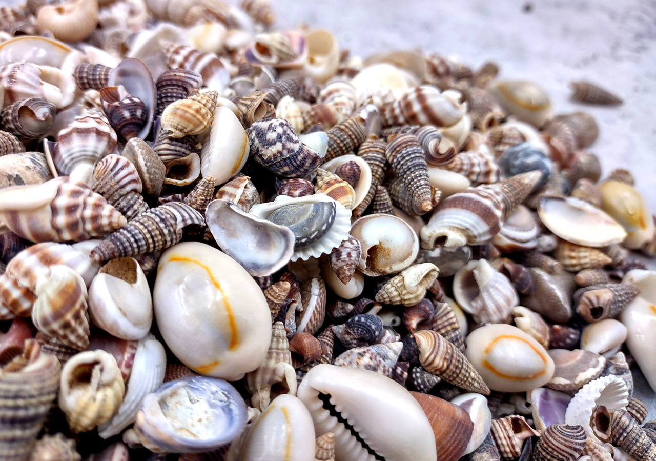 Extra Small Seashell Assorted Ocean Mix (approx. 1 kilogram 0.50 ...