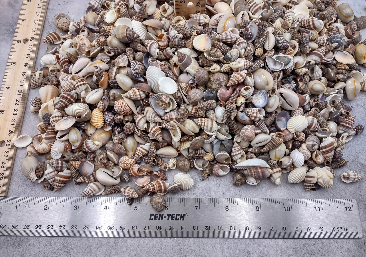 Extra Small Seashell Assorted Ocean Mix (approx. 1 kilogram 0.50 ...
