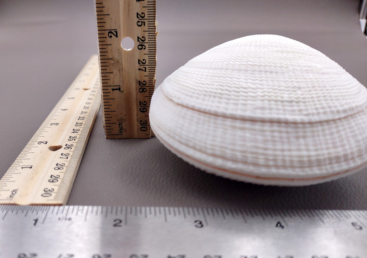 Tiger Clam Seashells Codakia Tigrina (1 shell approx. 2.75+ inches ...