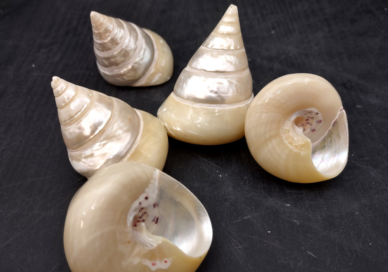 Pearlized Trochus Seashell Trochus Niloticus (1 shell approx. 2.5 ...