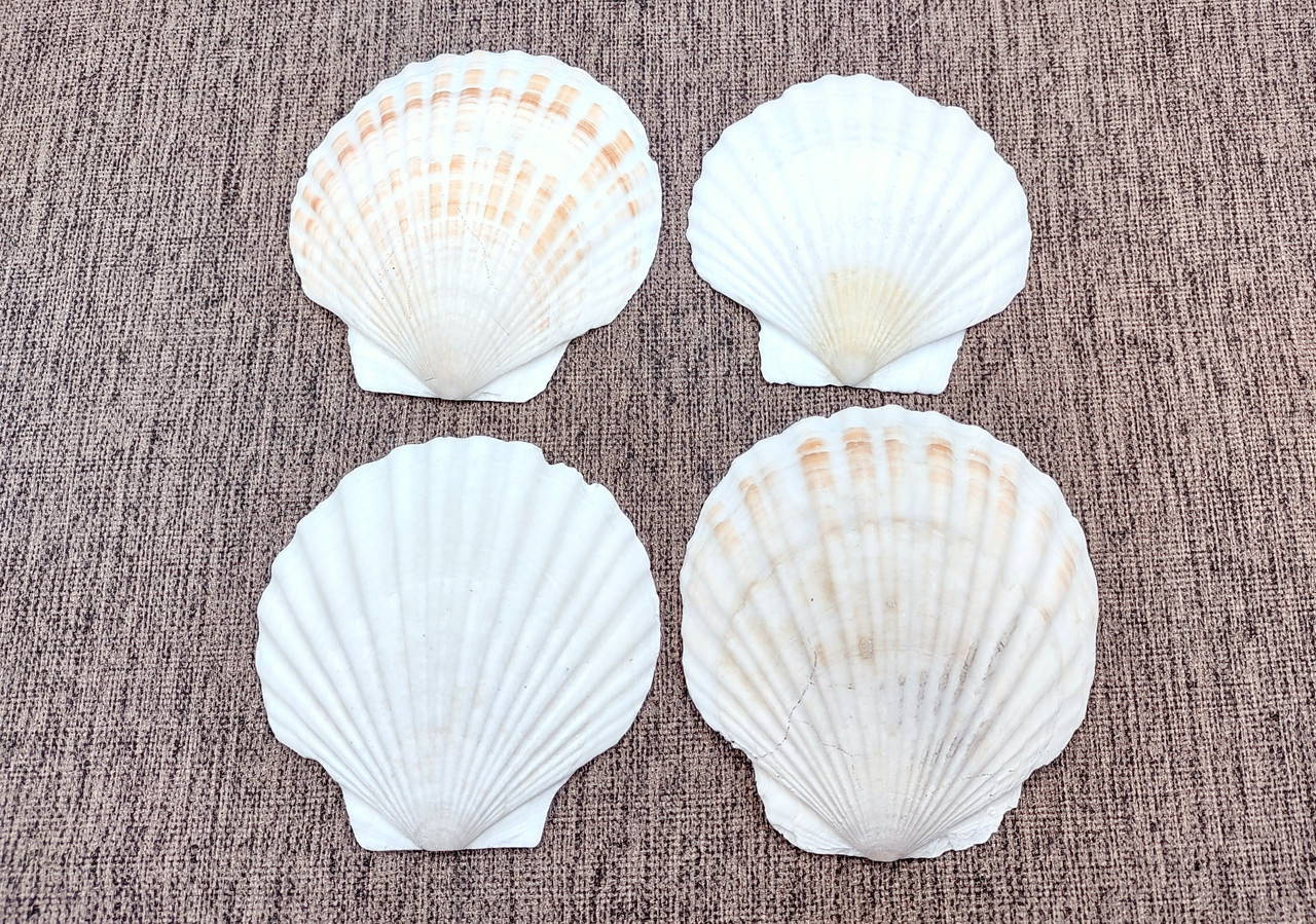 Irish Deep Baking Scallop Seashells Pecten Yessoensis (4 shells approx ...