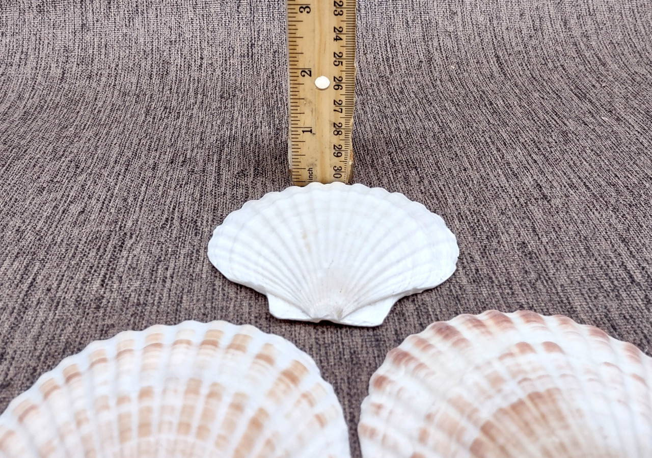 Irish Deep Baking Scallop Seashells Pecten Yessoensis (4 shells approx ...