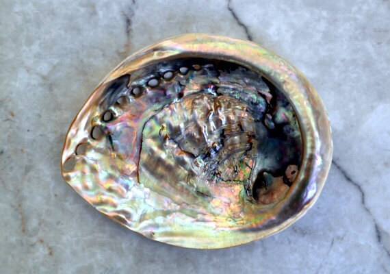Polished Midas Abalone - Haliotis midae - (1 shell approx. 4 - 4.5 inches)