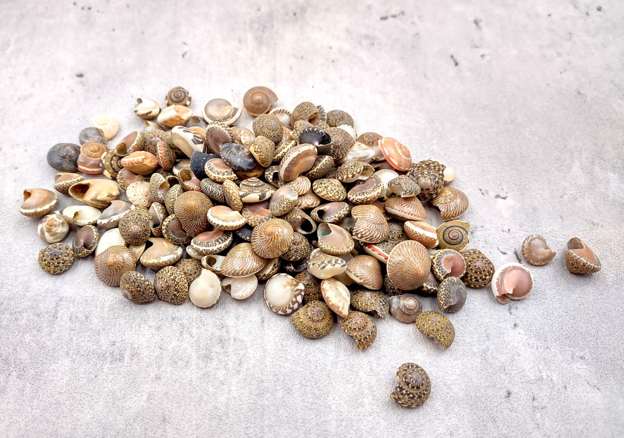 Natural Dark Umbonium Seashell Assorted Mix (Approx. half cup 125 ...