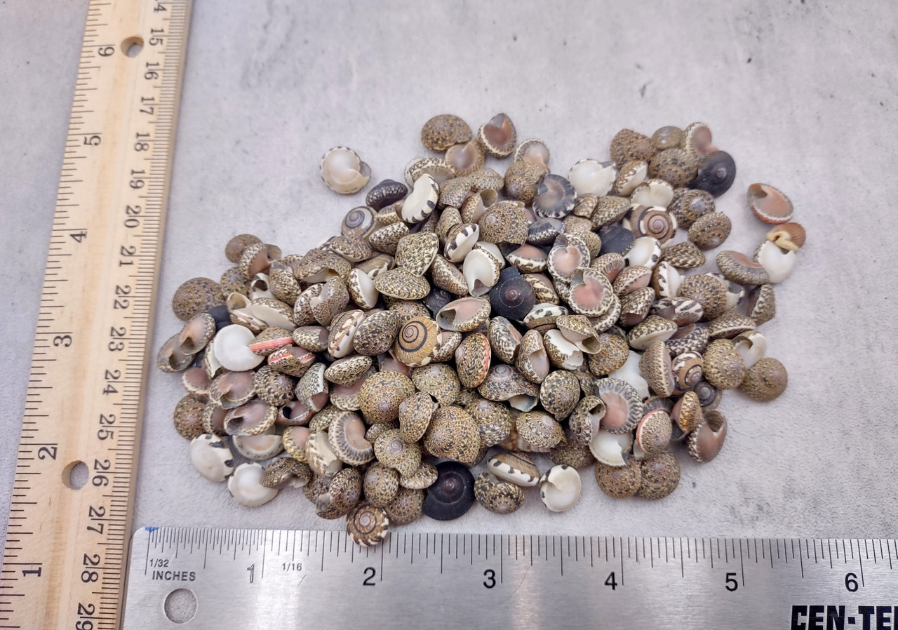 Natural Dark Umbonium Seashell Assorted Mix (Approx. half cup 125 ...