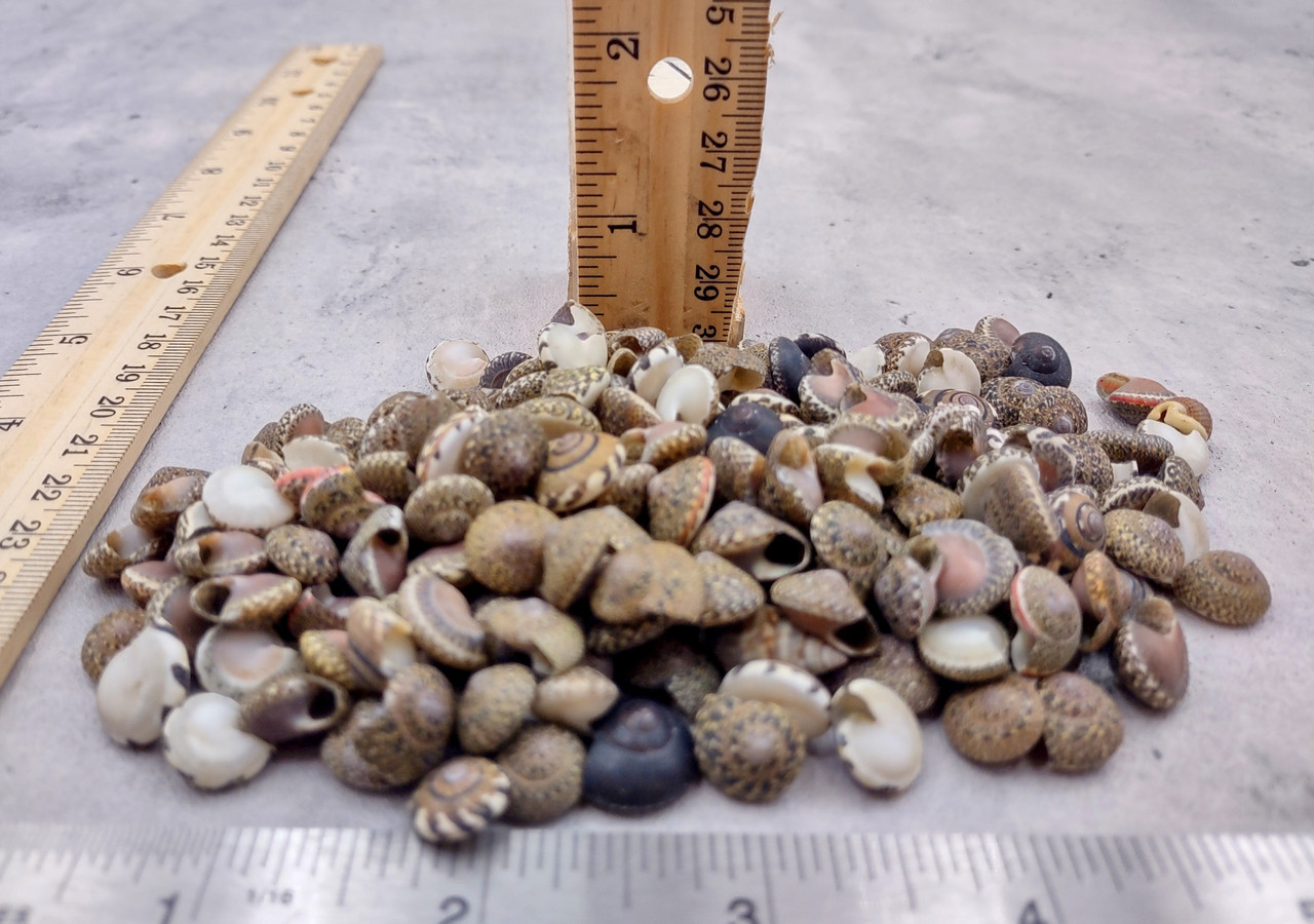Natural Dark Umbonium Seashell Assorted Mix (Approx. half cup 125 ...