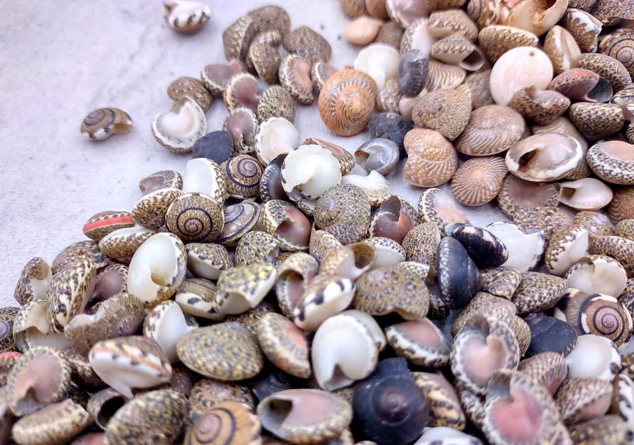 Natural Dark Umbonium Seashell Assorted Mix (Approx. half cup 125 ...