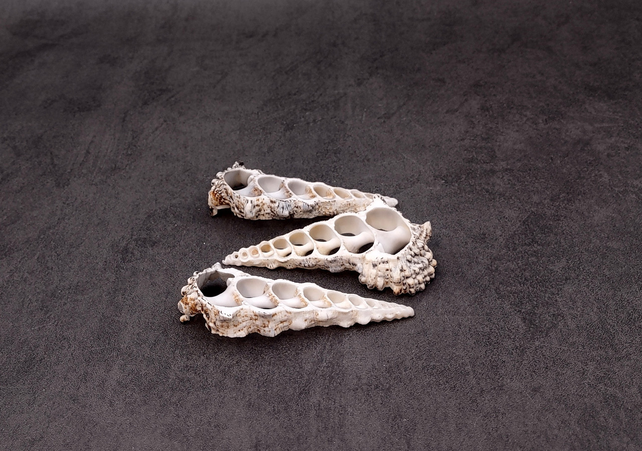 Center Cut Cerithium Seashells Black & White Knobby (3 shells approx. 3 ...