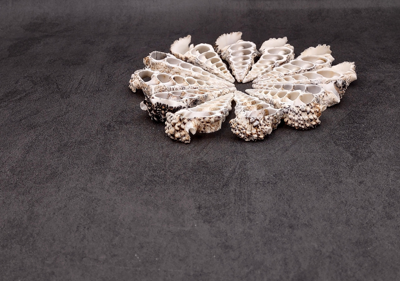 Center Cut Cerithium Seashells Black & White Knobby (3 shells approx. 3 ...