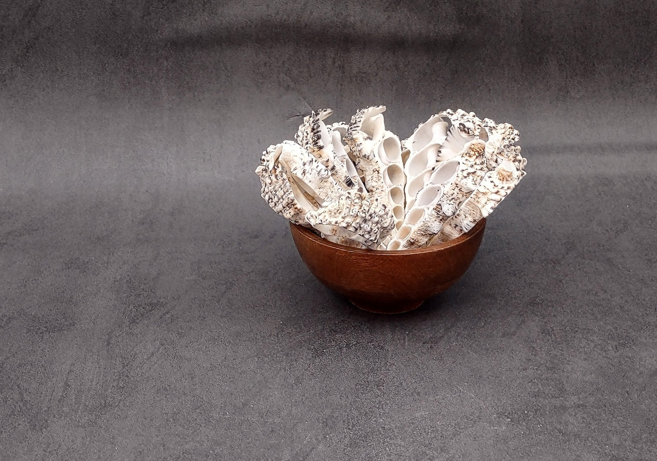 Center Cut Cerithium Seashells Black & White Knobby (3 shells approx. 3 ...