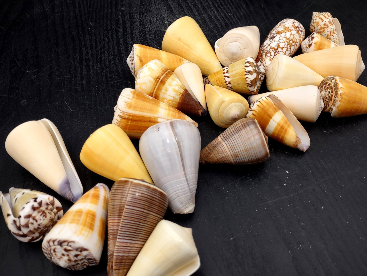 Cone Seashell Small Assorted Mix (6 shells approx. 1.5+ inches ...