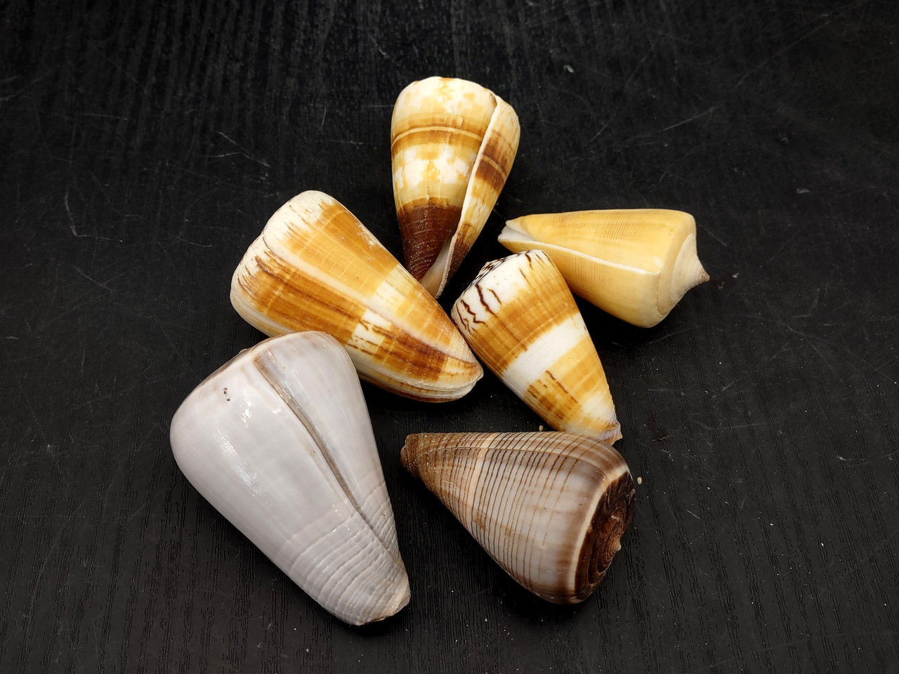 Cone Seashell Small Assorted Mix (6 shells approx. 1.5+ inches ...